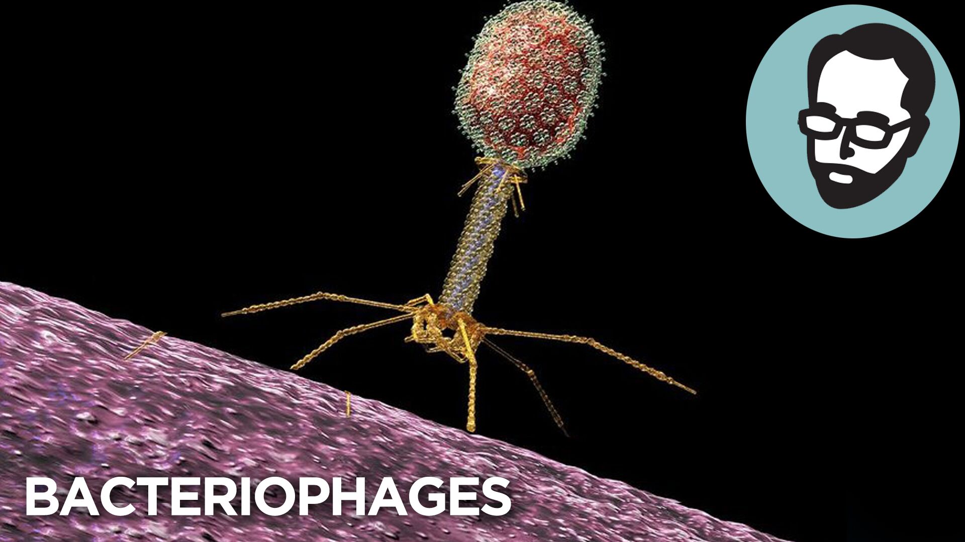 Bacteriophages: The Future Of Medicine - Answers With Joe