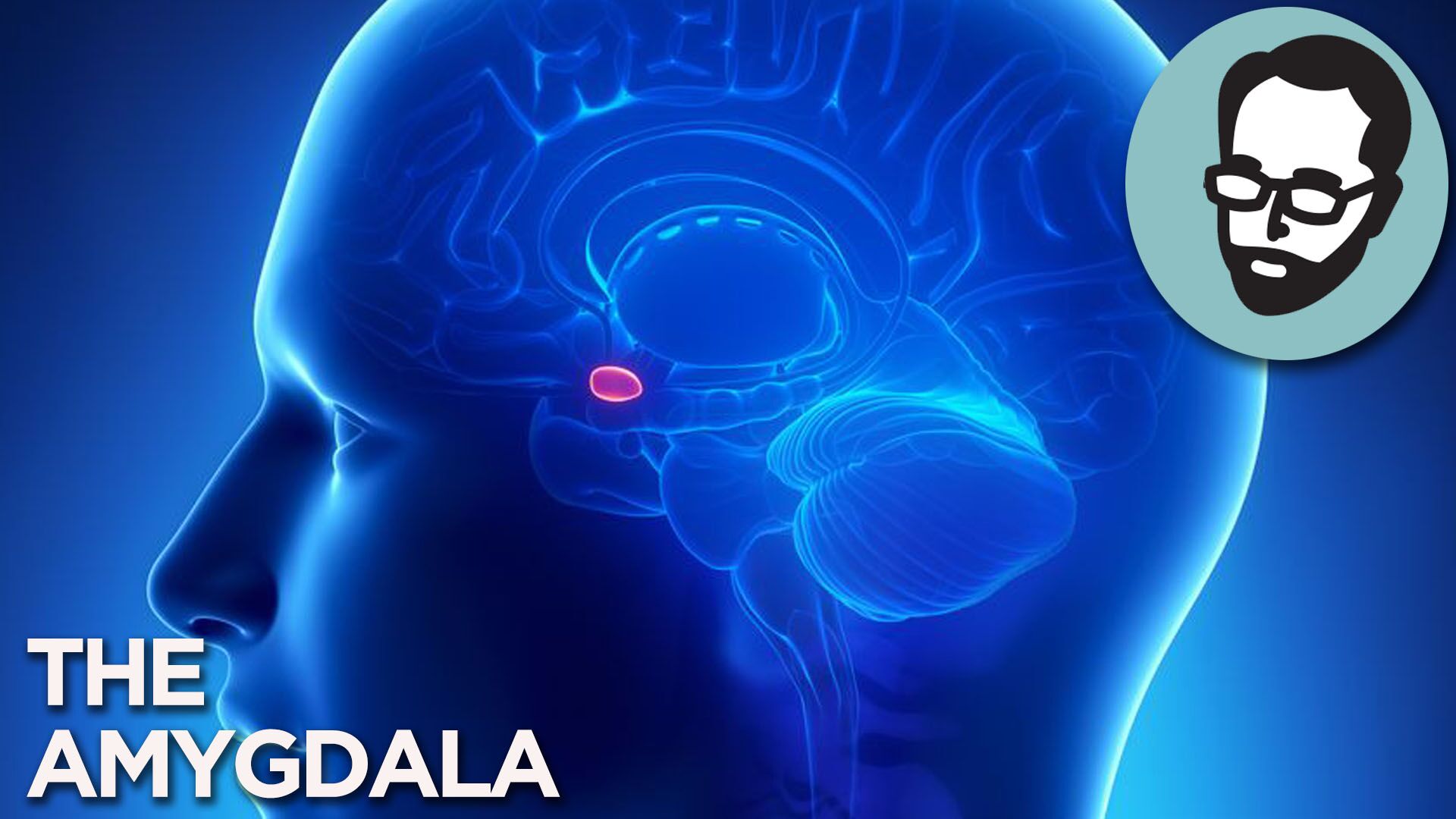 The Pea-Sized Gland That Controls Your Thoughts - Answers With Joe